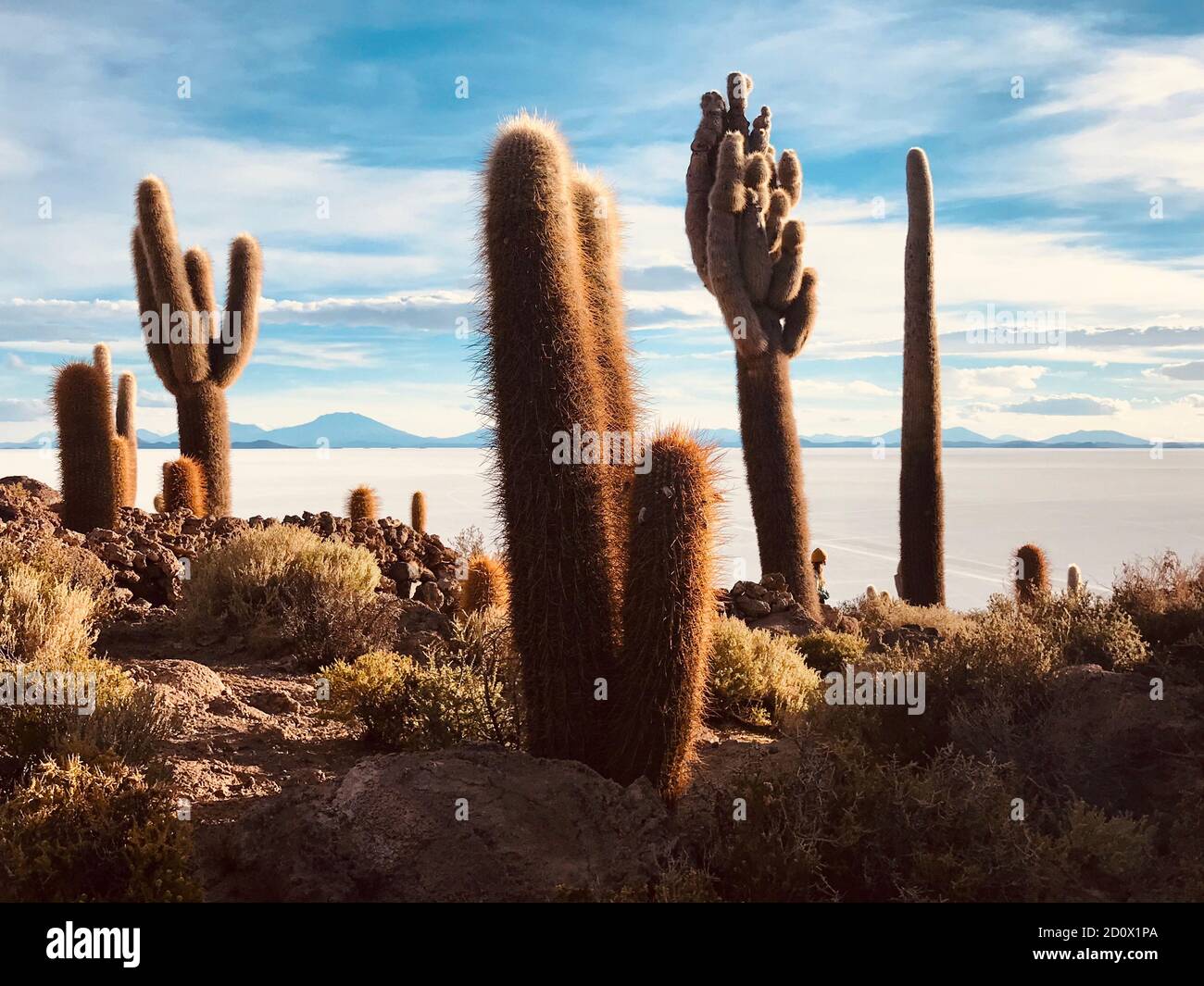 Gigantic tropical plants cacti in salt desert Salar de Uyuni in island ...