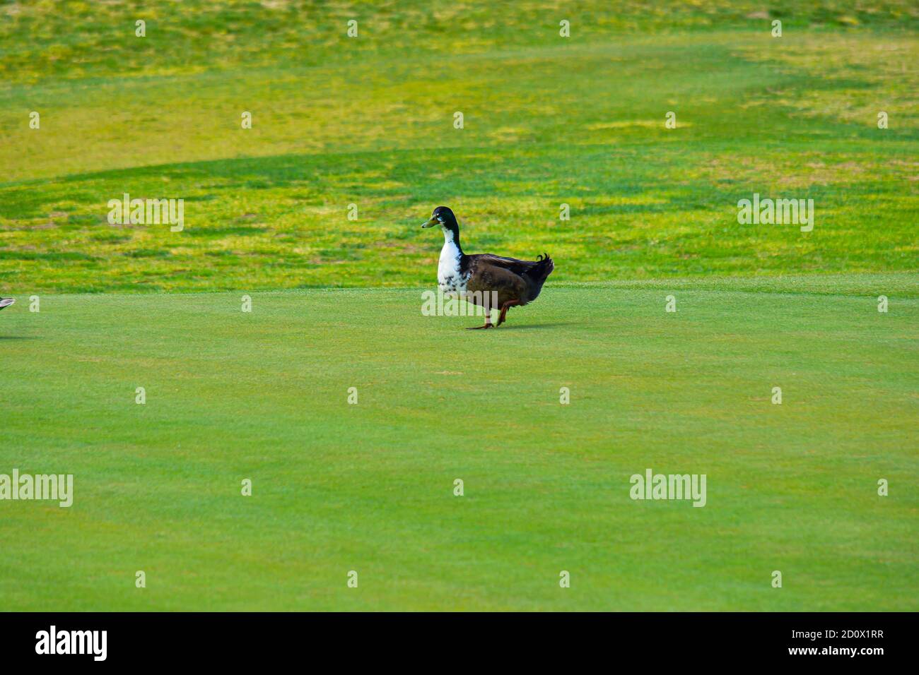 Duck At the golf course on a Green grass Stock Photo - Alamy