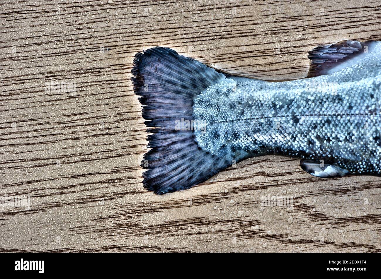 Fresh gutted fish example Stock Photo - Alamy
