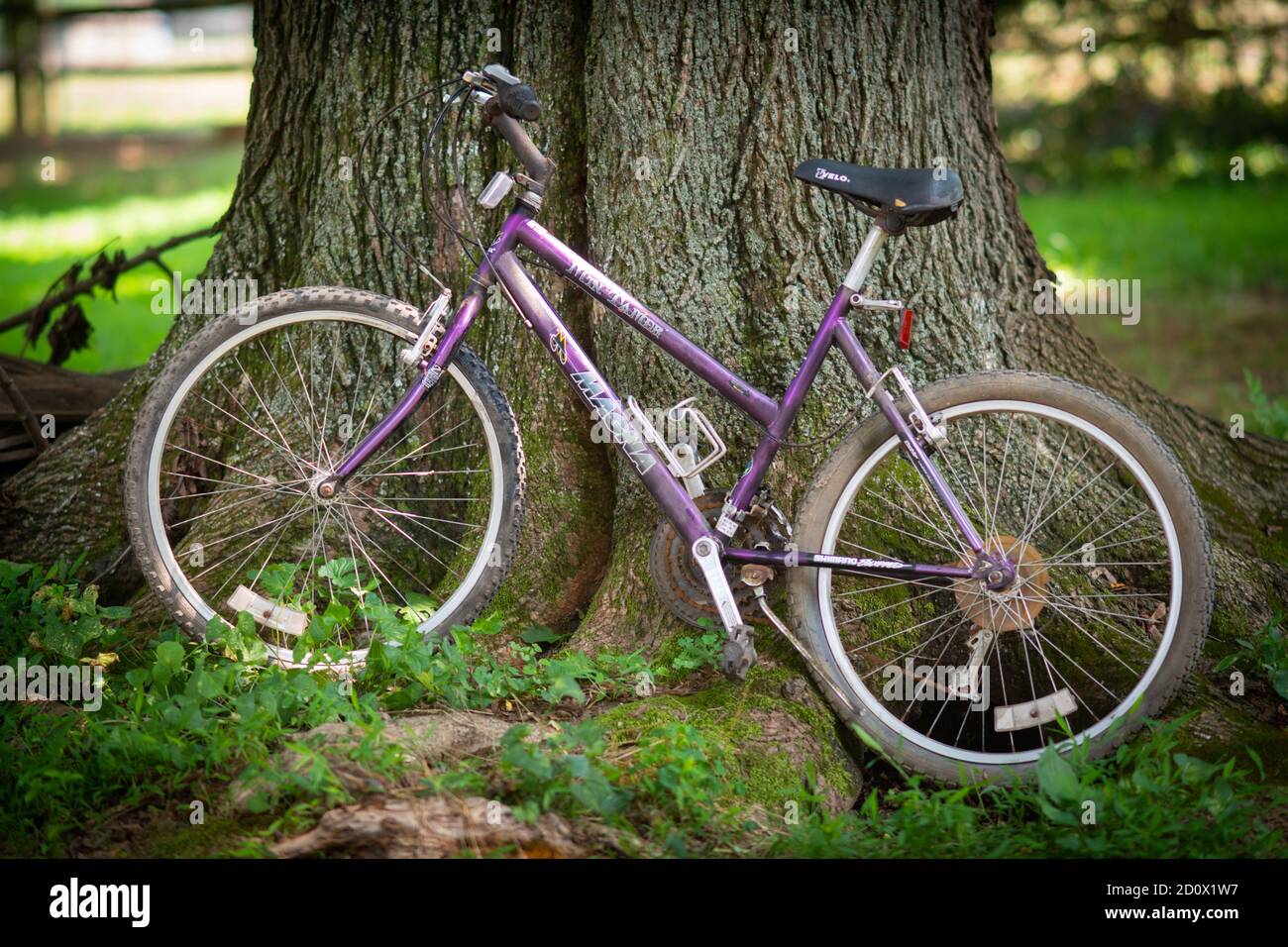 Purple Bike resting against tree in yard, Fallston, MD Stock Photo - Alamy