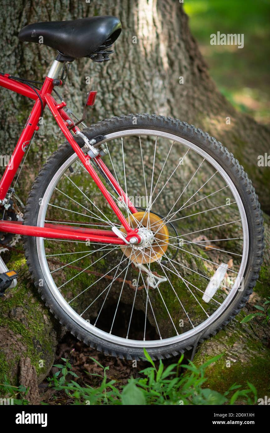 Wheel of red bike resting against tree in yard, Fallston, MD Stock ...