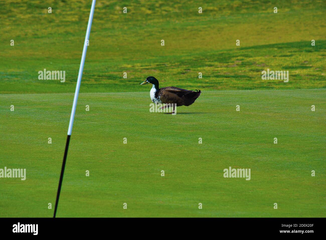 Australian black duck hi-res stock photography and images - Alamy