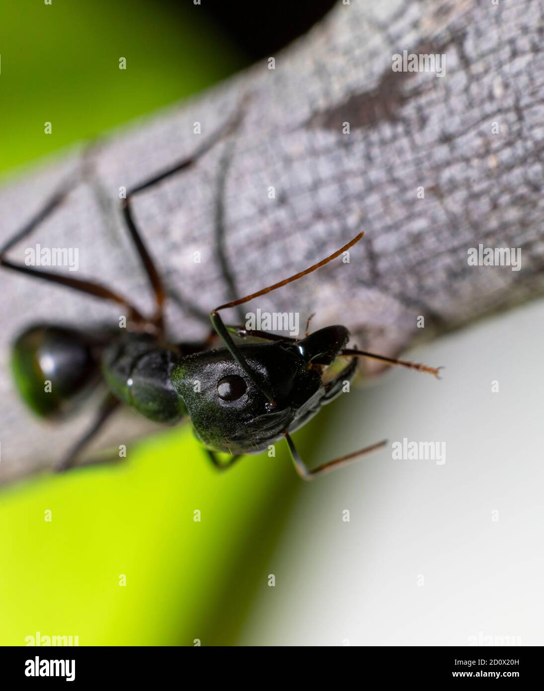 Scary ant hi-res stock photography and images - Alamy