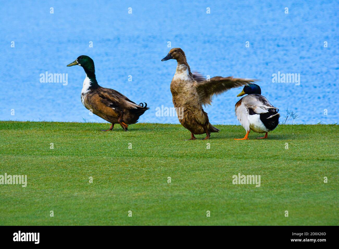 Australian Ducks In A Pond High Resolution Stock Photography and Images ...