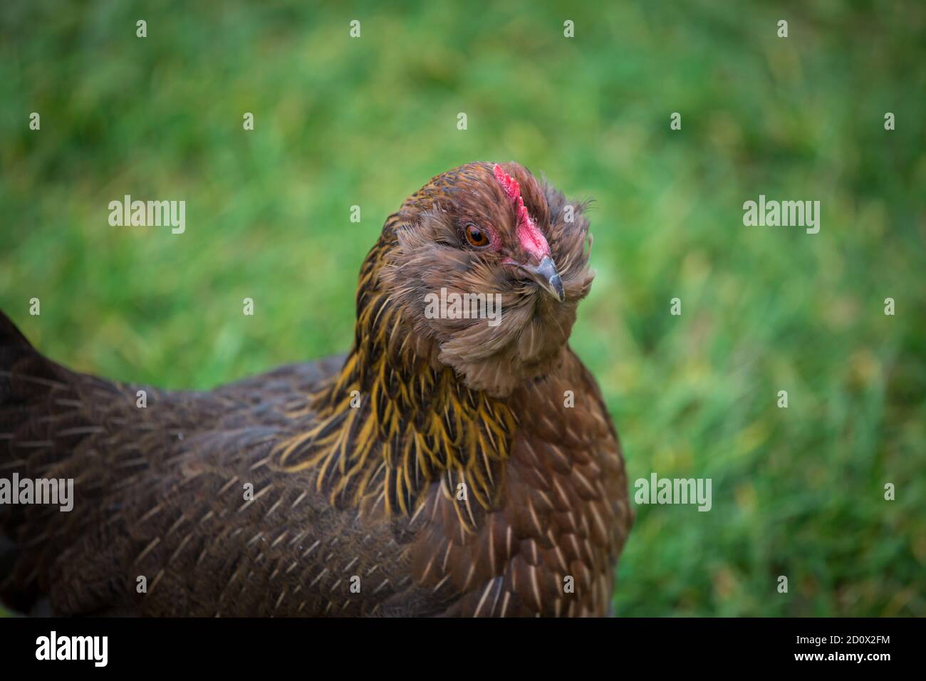Bantam Thuringian Bearded Chicken hen (Thüringer Zwerg-Barthuhn), a ...