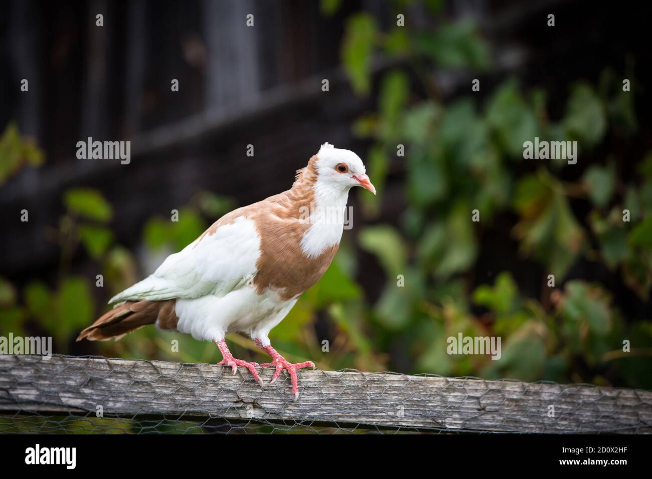Austrian Ganselkröpfer, an endangered pouter (cropper) pigeon breed ...