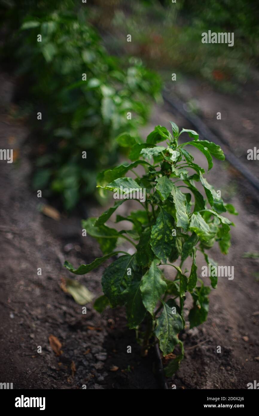Bushes growing green sweet pepper hi-res stock photography and images ...