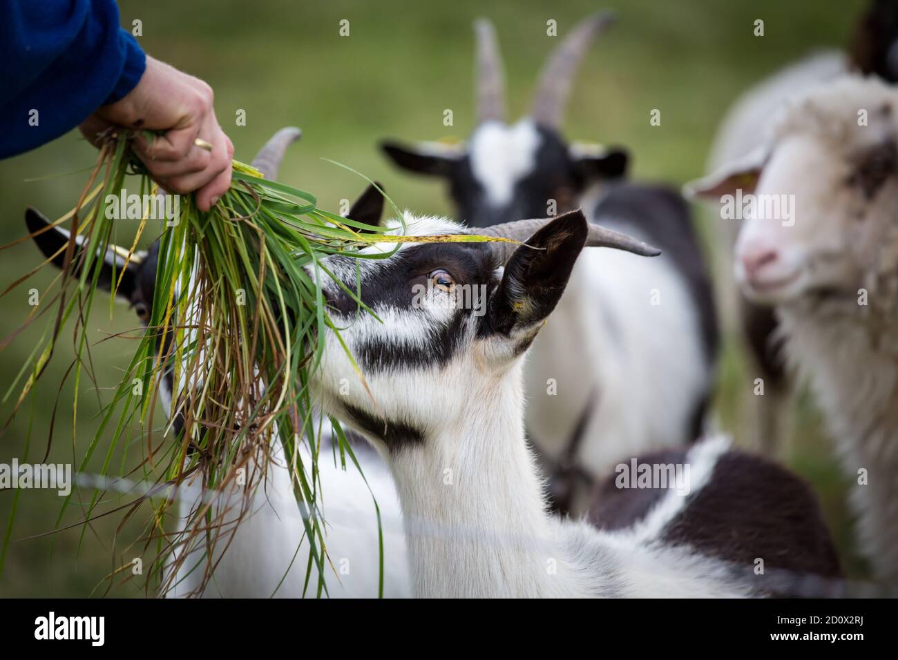 Man feeding goats. Pfauenziegen (peacock goats), an endangered goat ...