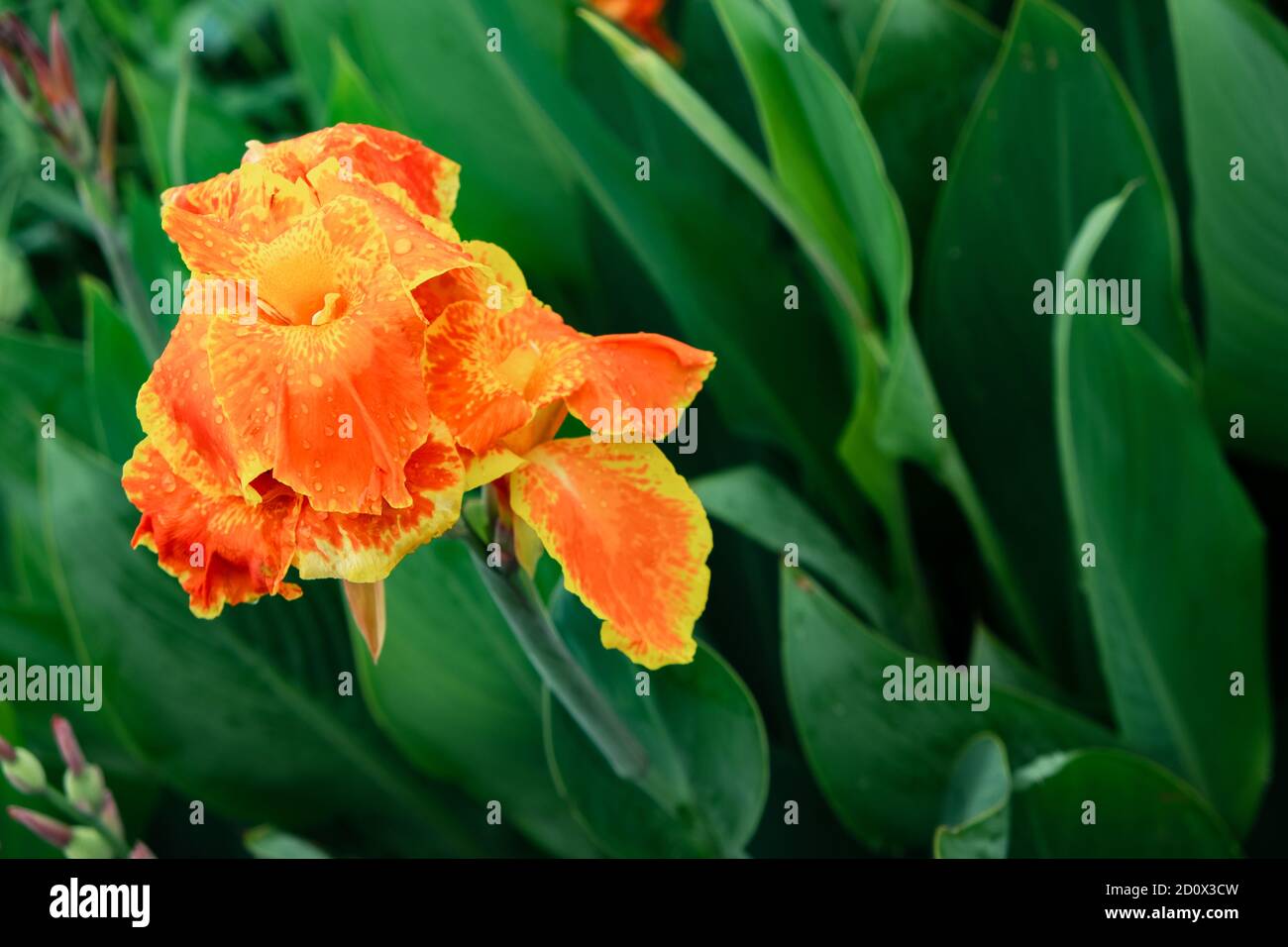 Lucifer canna lily hi-res stock photography and images - Alamy