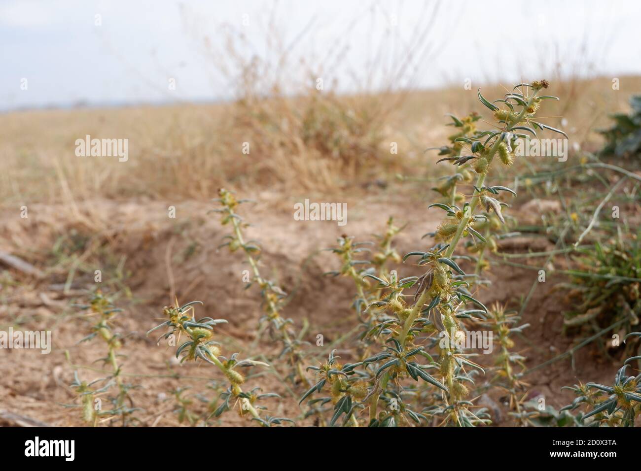 Barren land hi-res stock photography and images - Alamy
