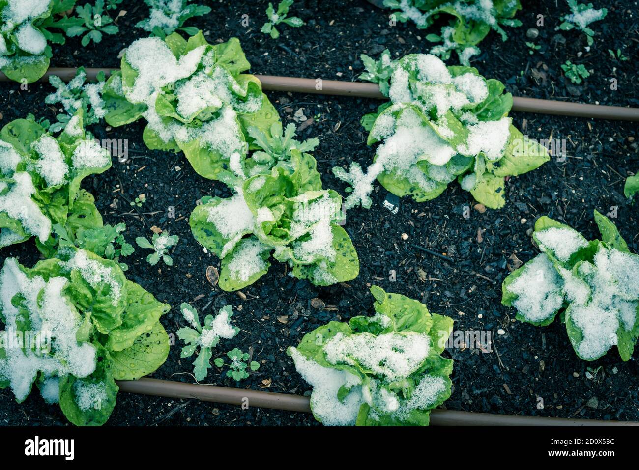 Lettuce plants under snow covered at raised bed garden near Dallas ...