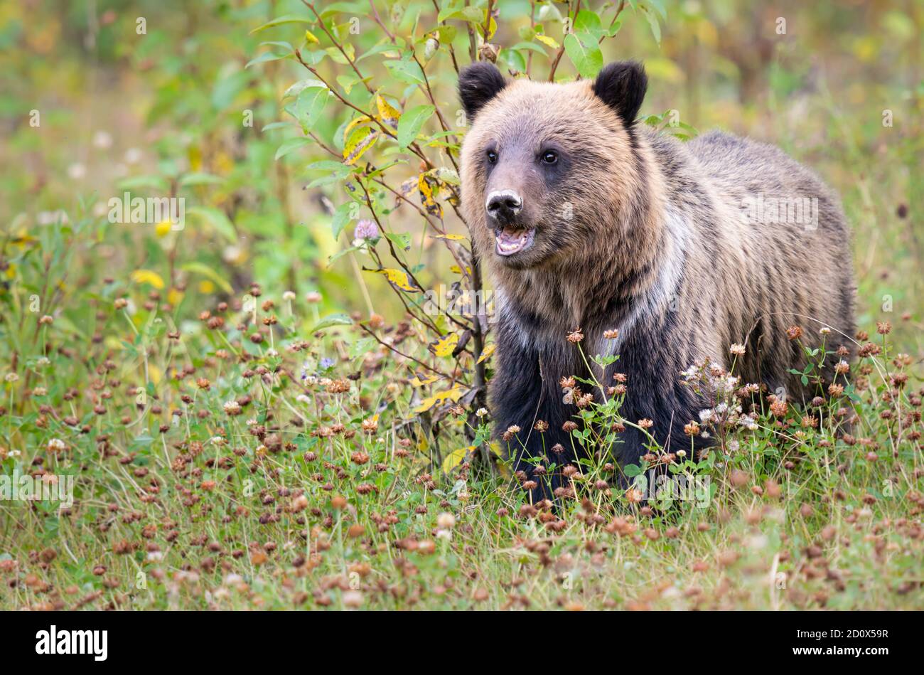 Grizzly bear in the Canadian wilderness Stock Photo - Alamy