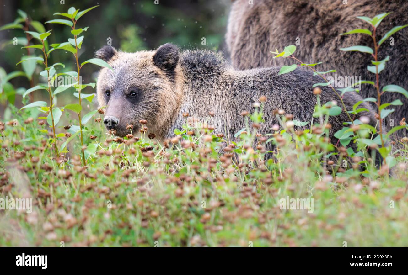Grizzly bears in the wild Stock Photo - Alamy