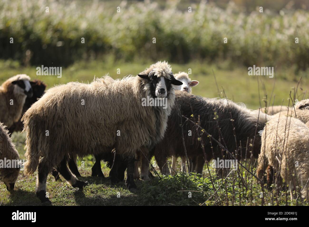 Hobbiton sheep hi-res stock photography and images - Alamy