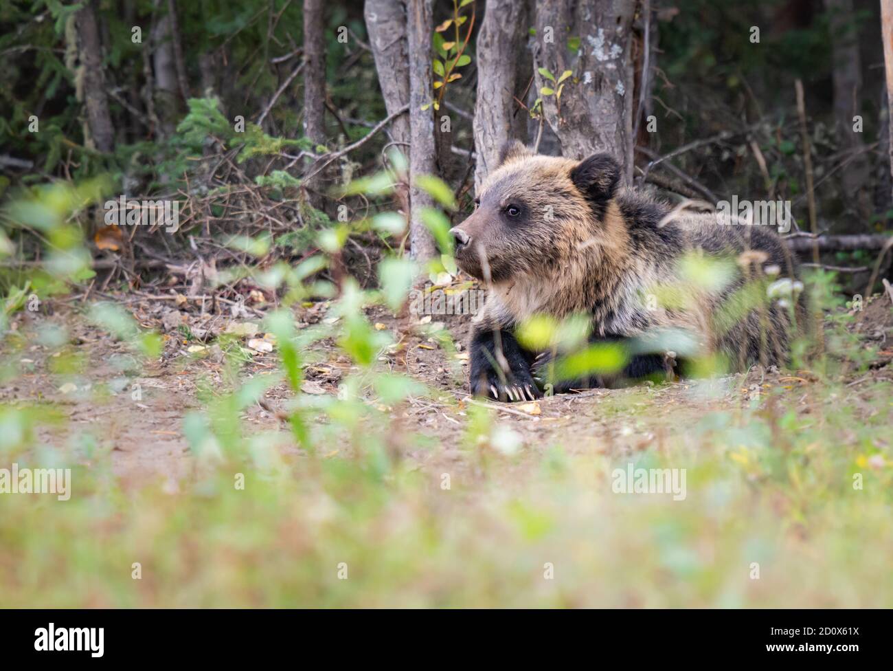 Grizzly bears in the wild Stock Photo - Alamy