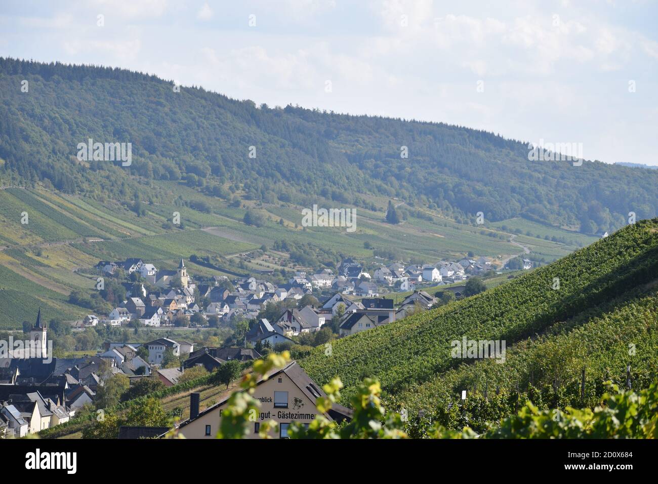 view into Mosel valley from the rock Heißer Stein above Reil Stock ...