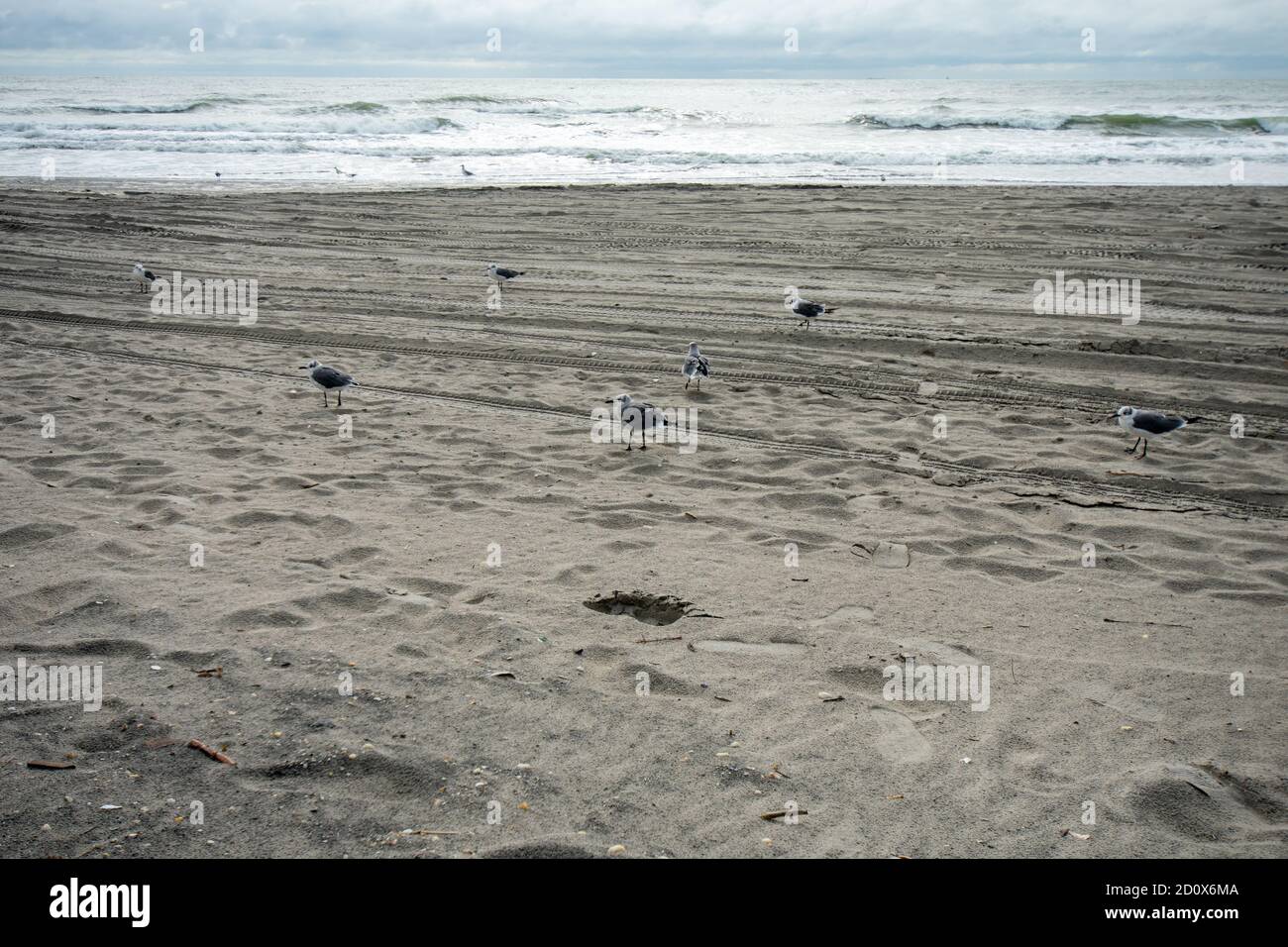 A Small Fluffy Seagull Standing on the Beach Stock Photo - Alamy
