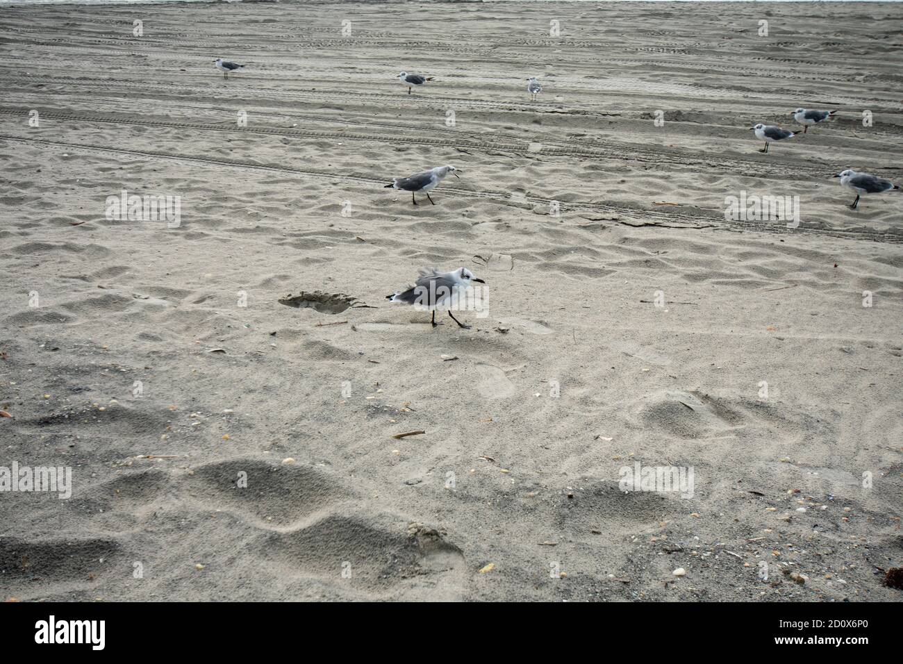 Sad seagull hi-res stock photography and images - Alamy