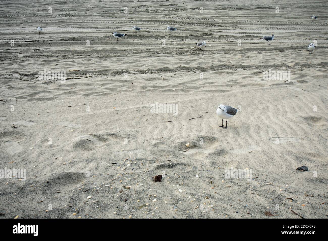 Fluffy seagull hi-res stock photography and images - Alamy