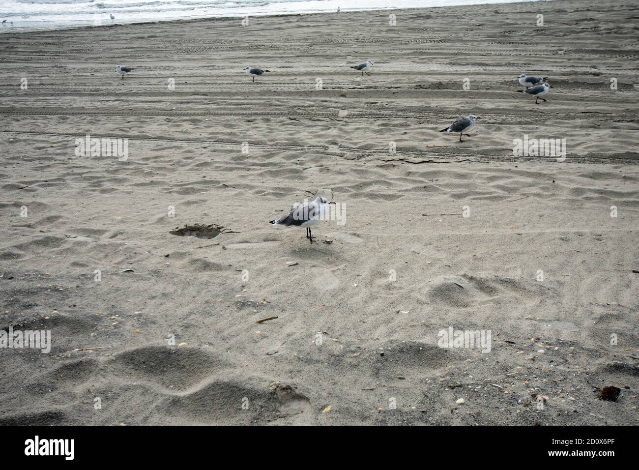 A Small Fluffy Seagull Standing on the Beach Stock Photo - Alamy