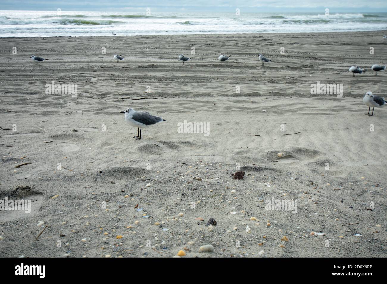 Sad seagull hi-res stock photography and images - Alamy