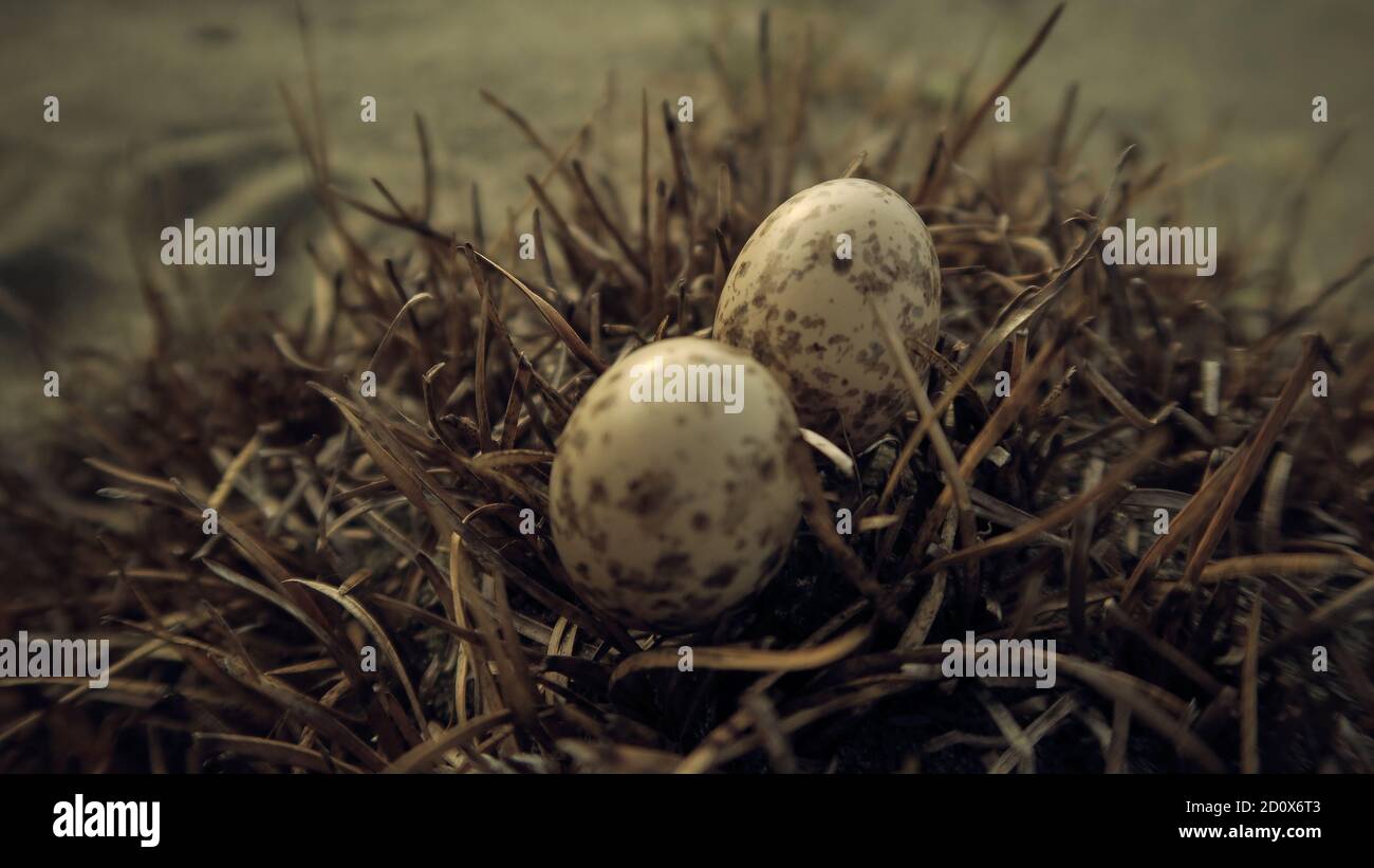 Close-up Two Small Eggs with Birds Nest in Nature Wildlife Stock Photo ...