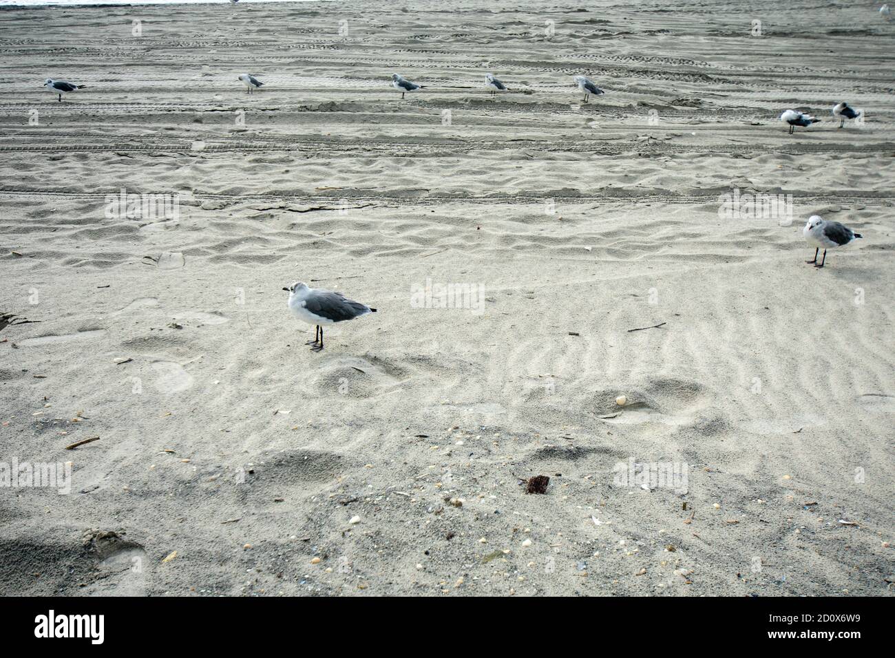 A Small Fluffy Seagull Standing on the Beach Stock Photo - Alamy