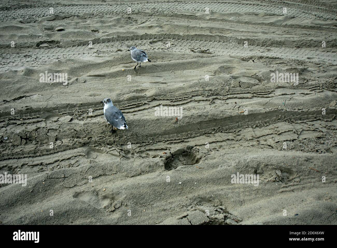 A Small Fluffy Seagull Standing on the Beach Stock Photo - Alamy