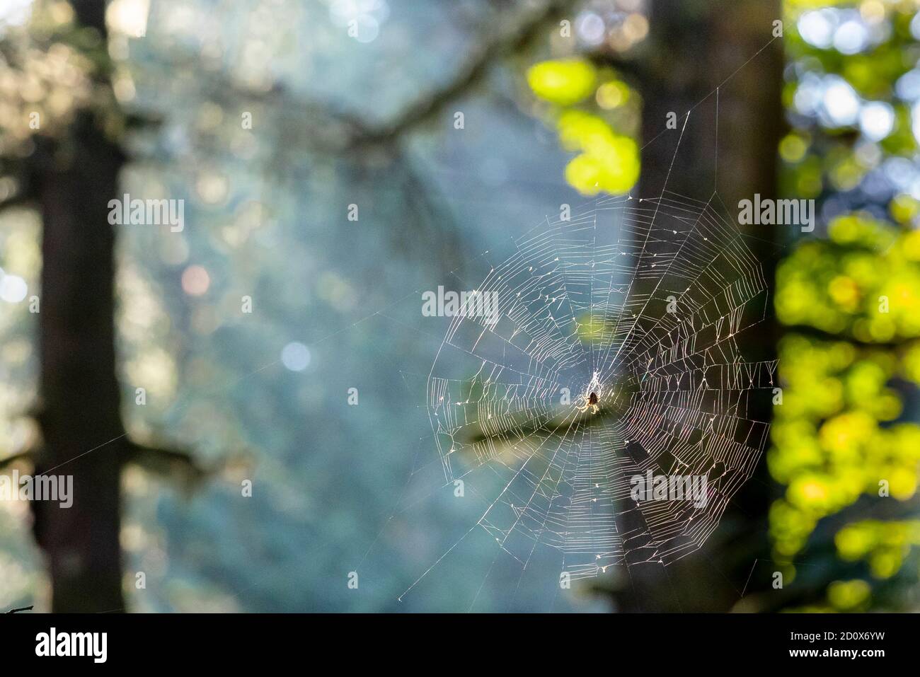 Spider web suspended between trees Stock Photo - Alamy