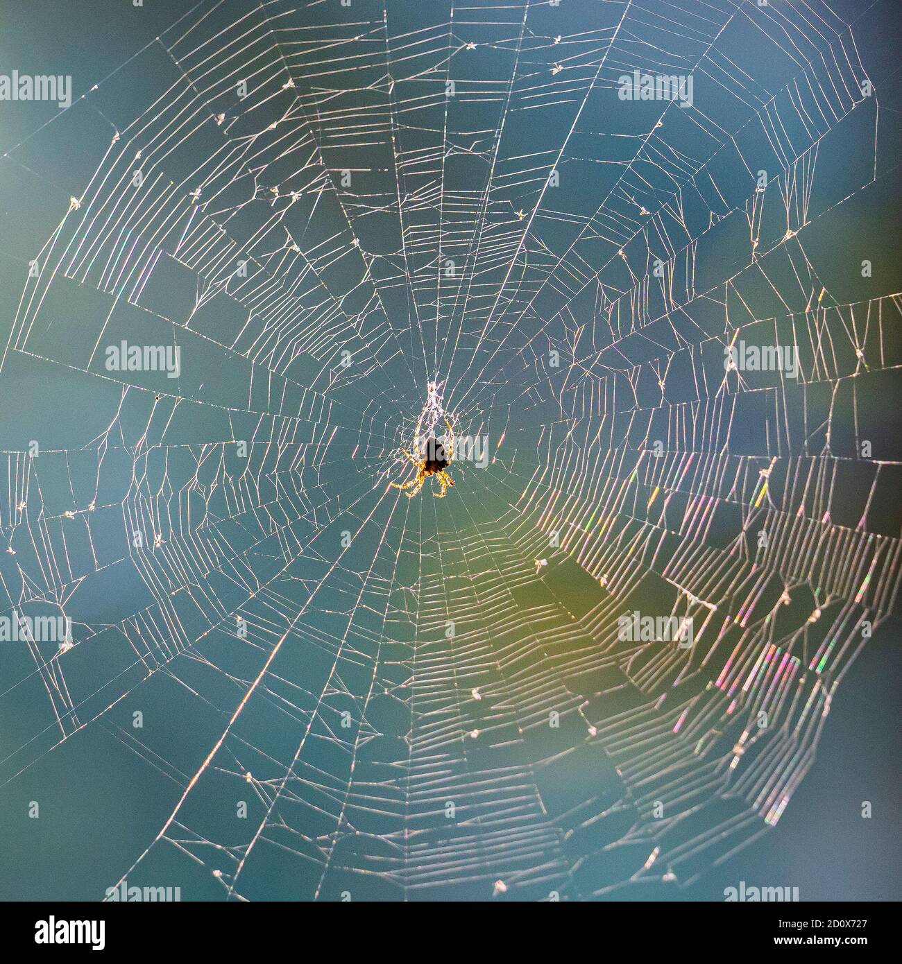 Close up of spider spinning web hi-res stock photography and images - Alamy