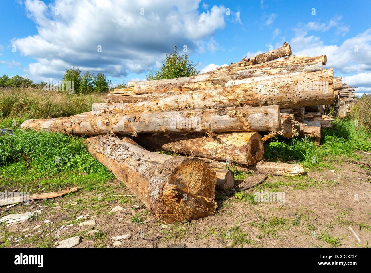 Broken old cut tree logs piled up near a forest road in sunny summer ...