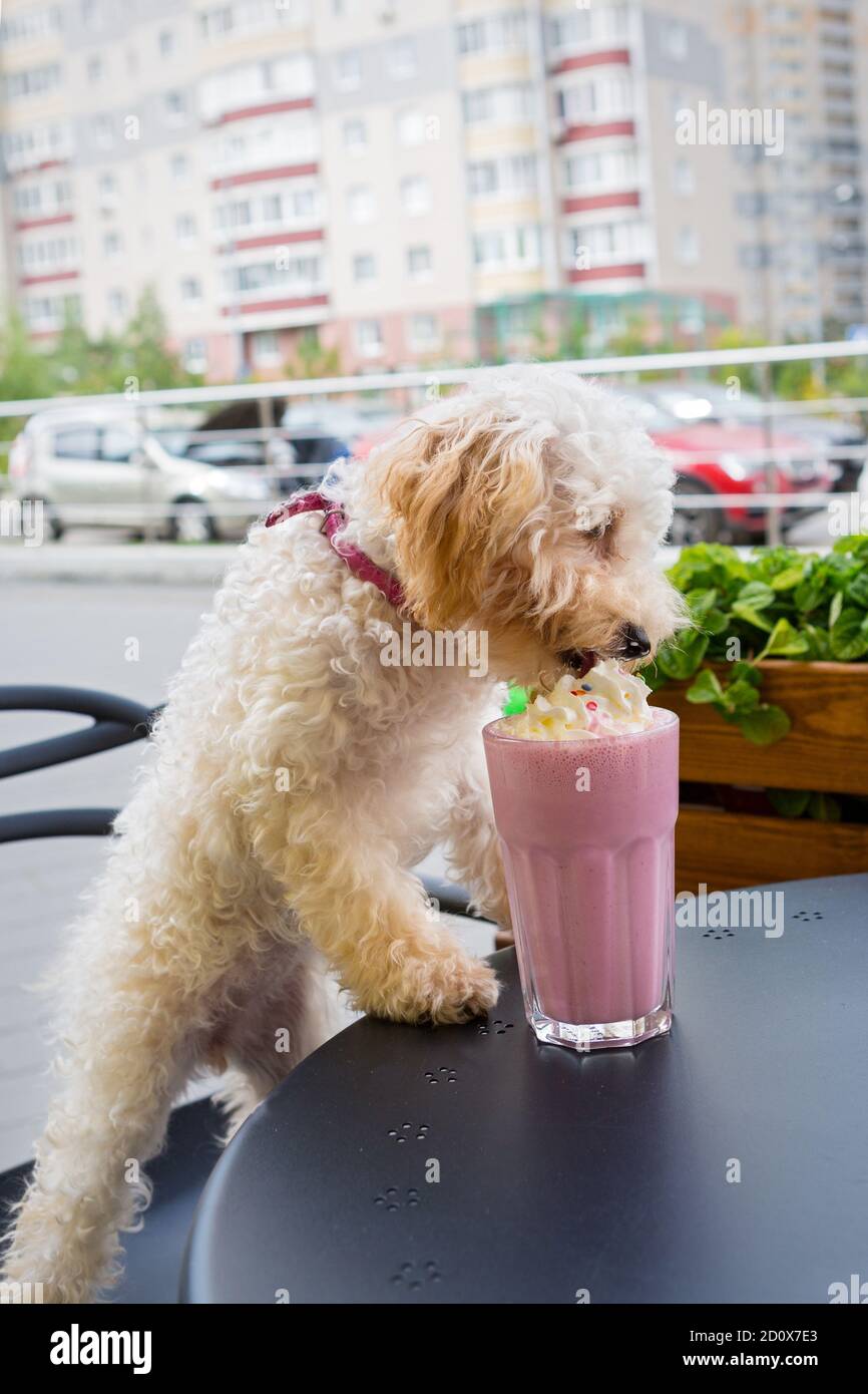 Are Dogs Allowed Milkshake