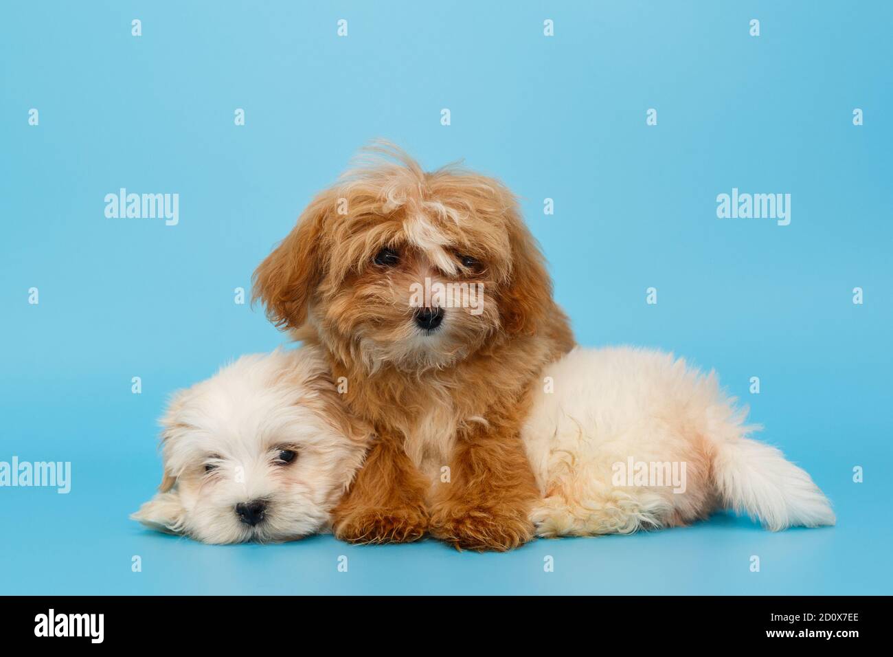 Two puppy of breed maltipoo on a blue background Stock Photo - Alamy