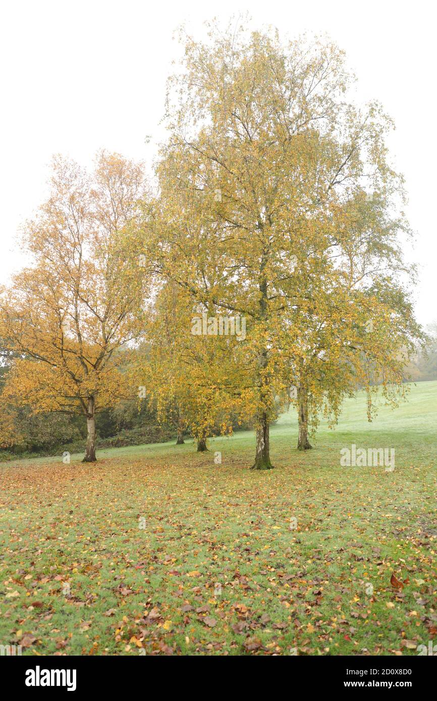 Silver birch trees seen in a landscape in London during a misty morning ...