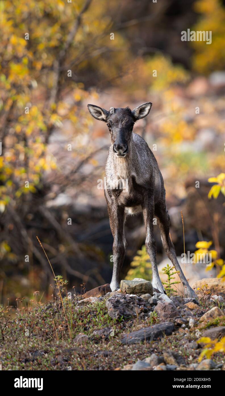 Caribou in the fall Stock Photo - Alamy