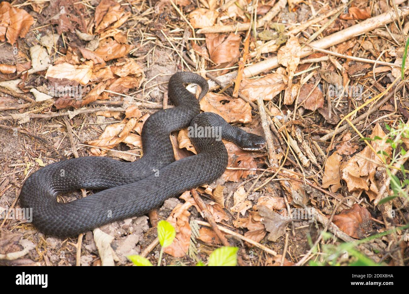 Black adder hi-res stock photography and images - Alamy