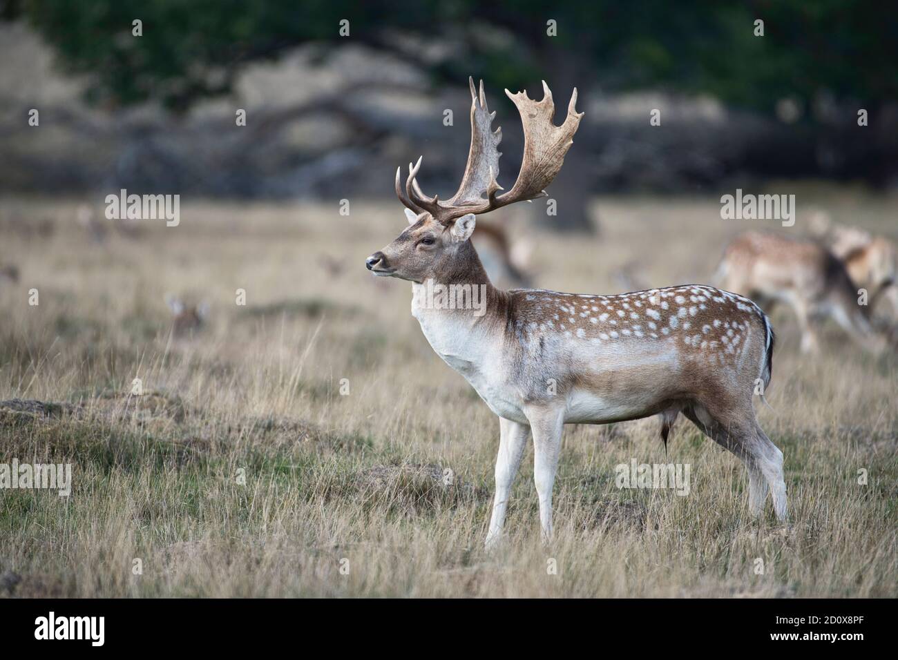 Breeding Fallow Deer High Resolution Stock Photography and Images - Alamy