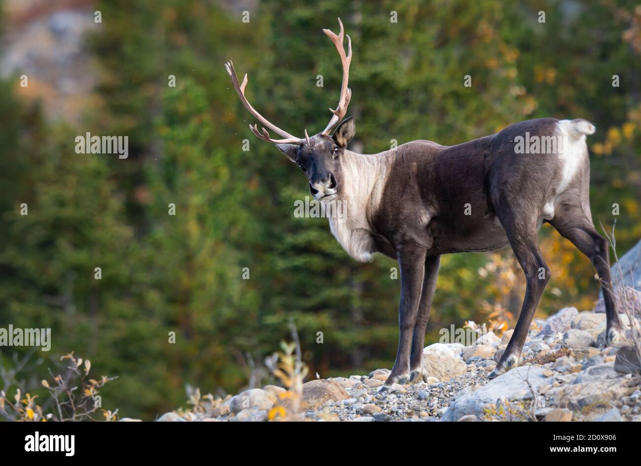 Caribou in the fall Stock Photo - Alamy