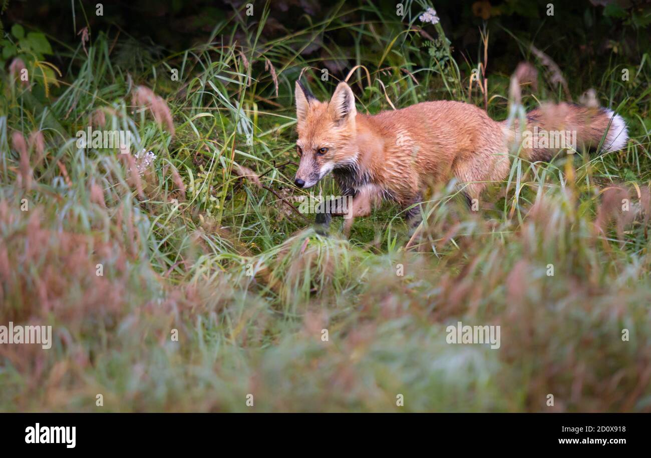 Red fox hunting Stock Photo - Alamy