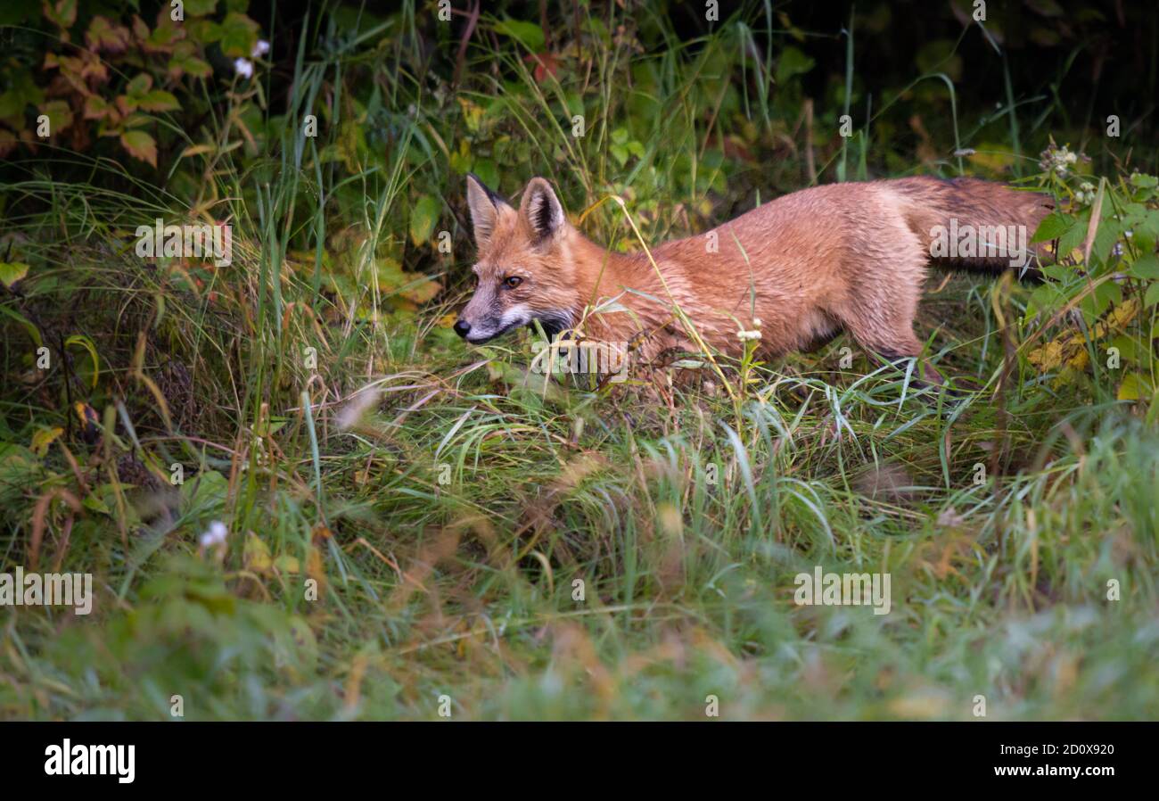 Red fox hunting Stock Photo - Alamy