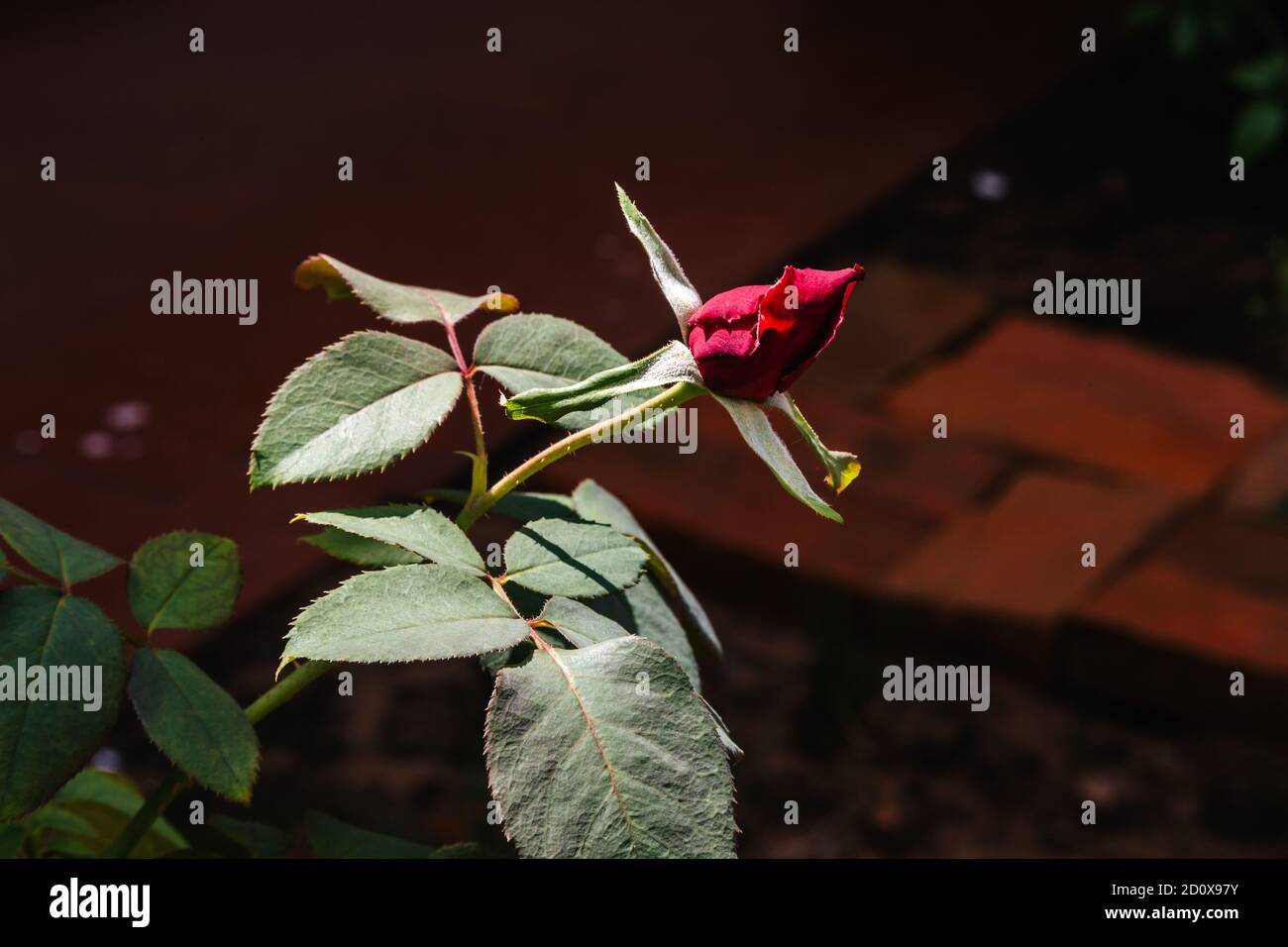Red rose budding and preparing to open in the garden, Asuncion ...