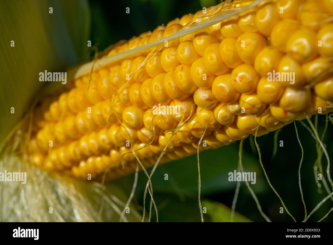 Selective focus. Closeup corn on the stalk in the corn field. Fresh ...