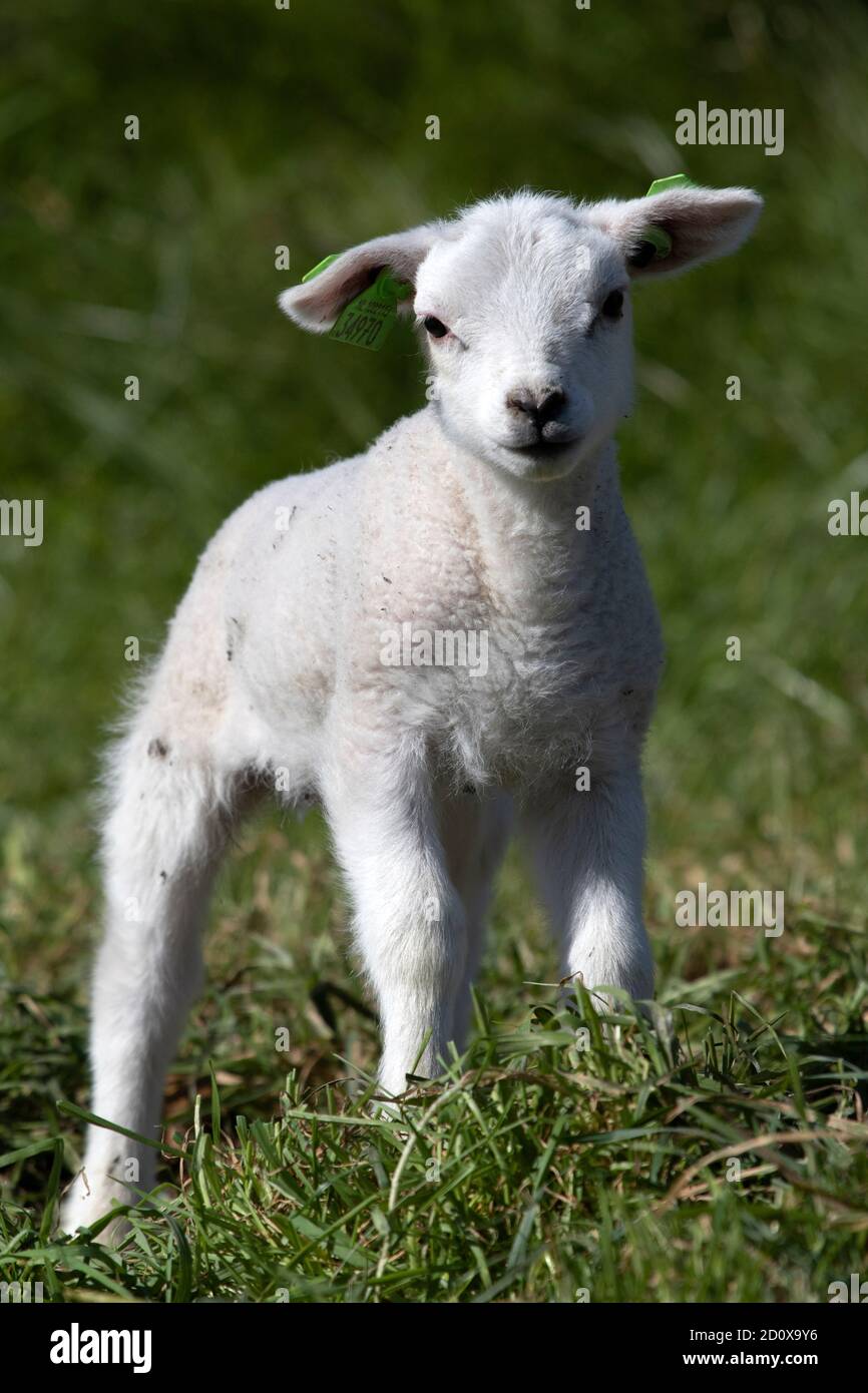 Portret of a single white young lamb Stock Photo - Alamy