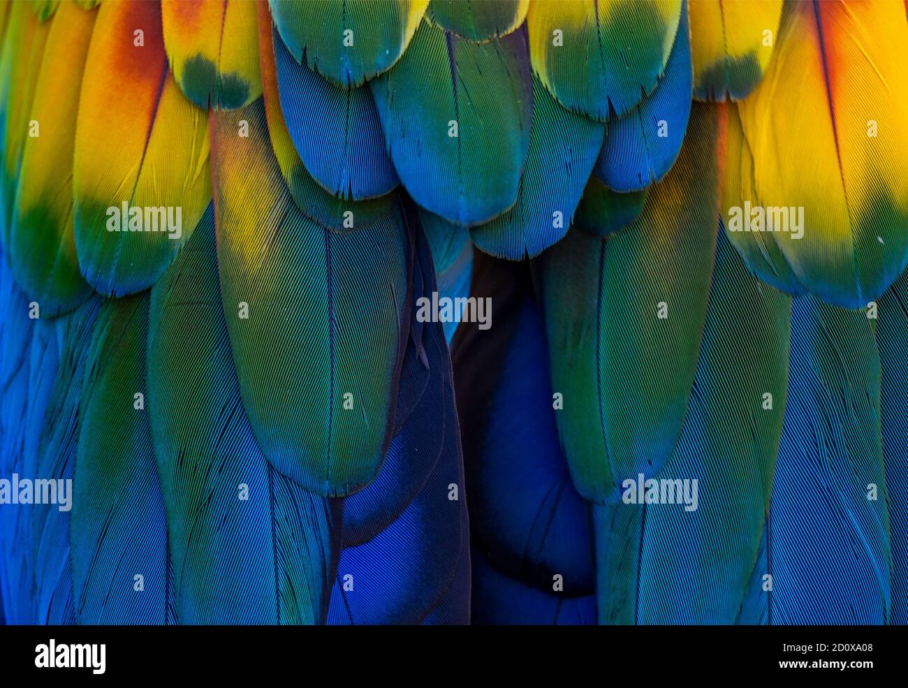 Macaw wings. Endangered species Stock Photo - Alamy