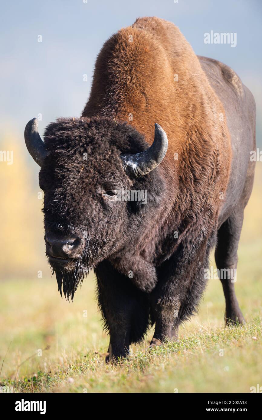Bison in the early fall Stock Photo - Alamy