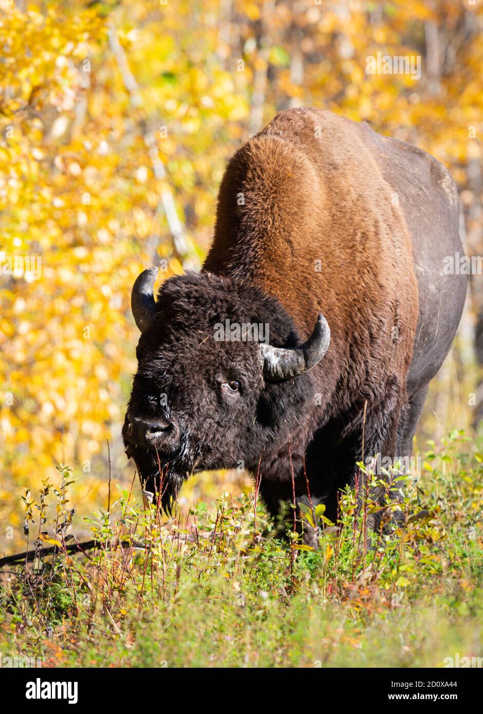 Bison in the early fall Stock Photo - Alamy