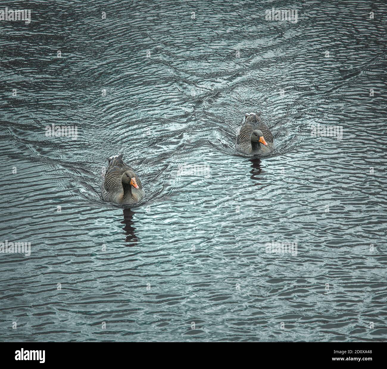 Wild geese swim on water hi-res stock photography and images - Alamy