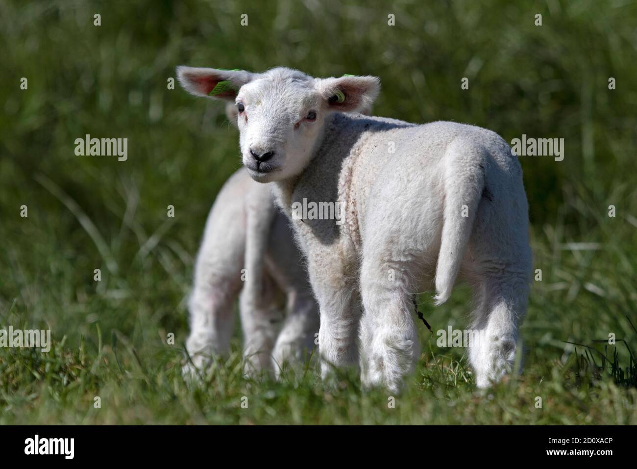 Single Young lamb looks backwards Stock Photo - Alamy