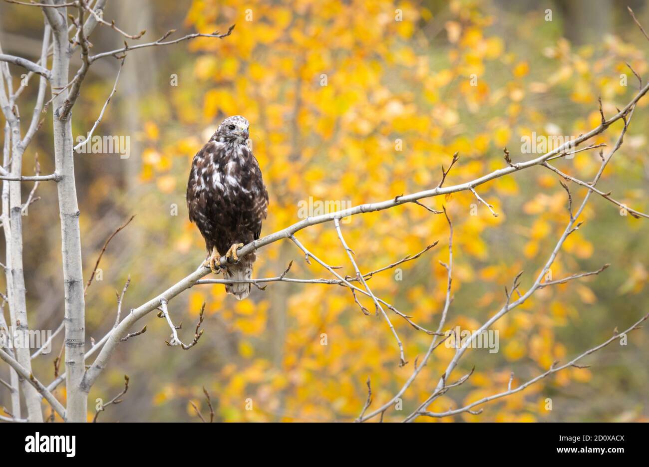 Hawk in the fall colours Stock Photo - Alamy