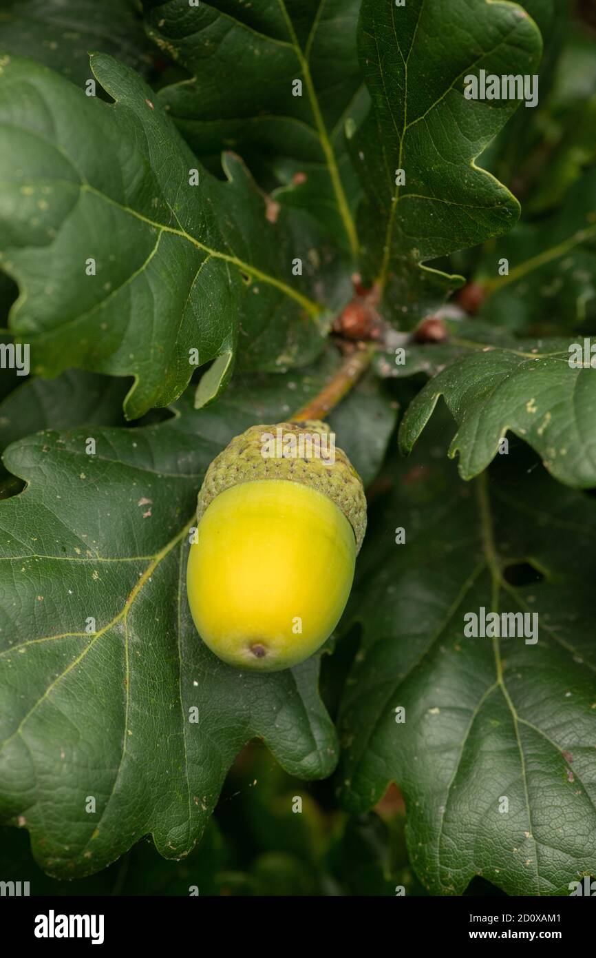 Oak tree acorns hi-res stock photography and images - Alamy